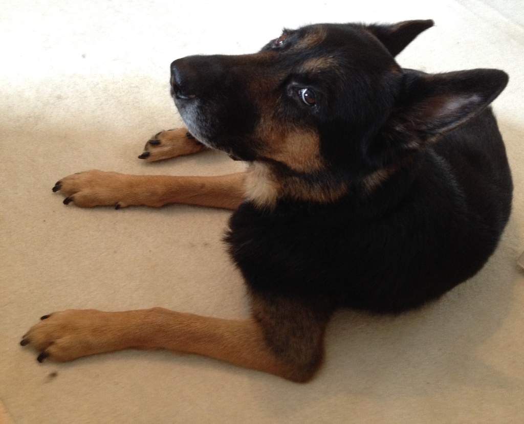 Understanding Pet Pain & What to Do When Pets Hurt