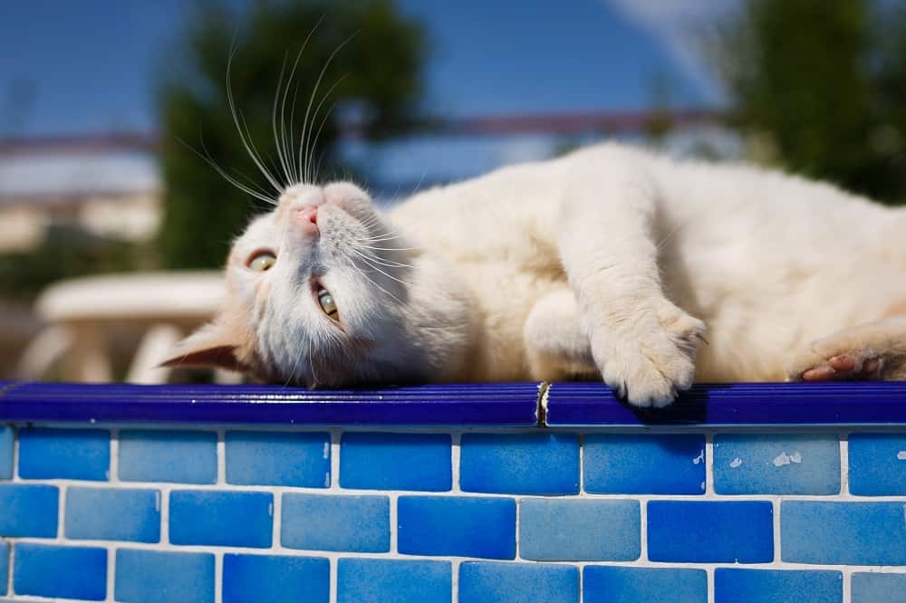 Pet Sunburn: Learn About Sunburn Pain and Solar Dermatitis