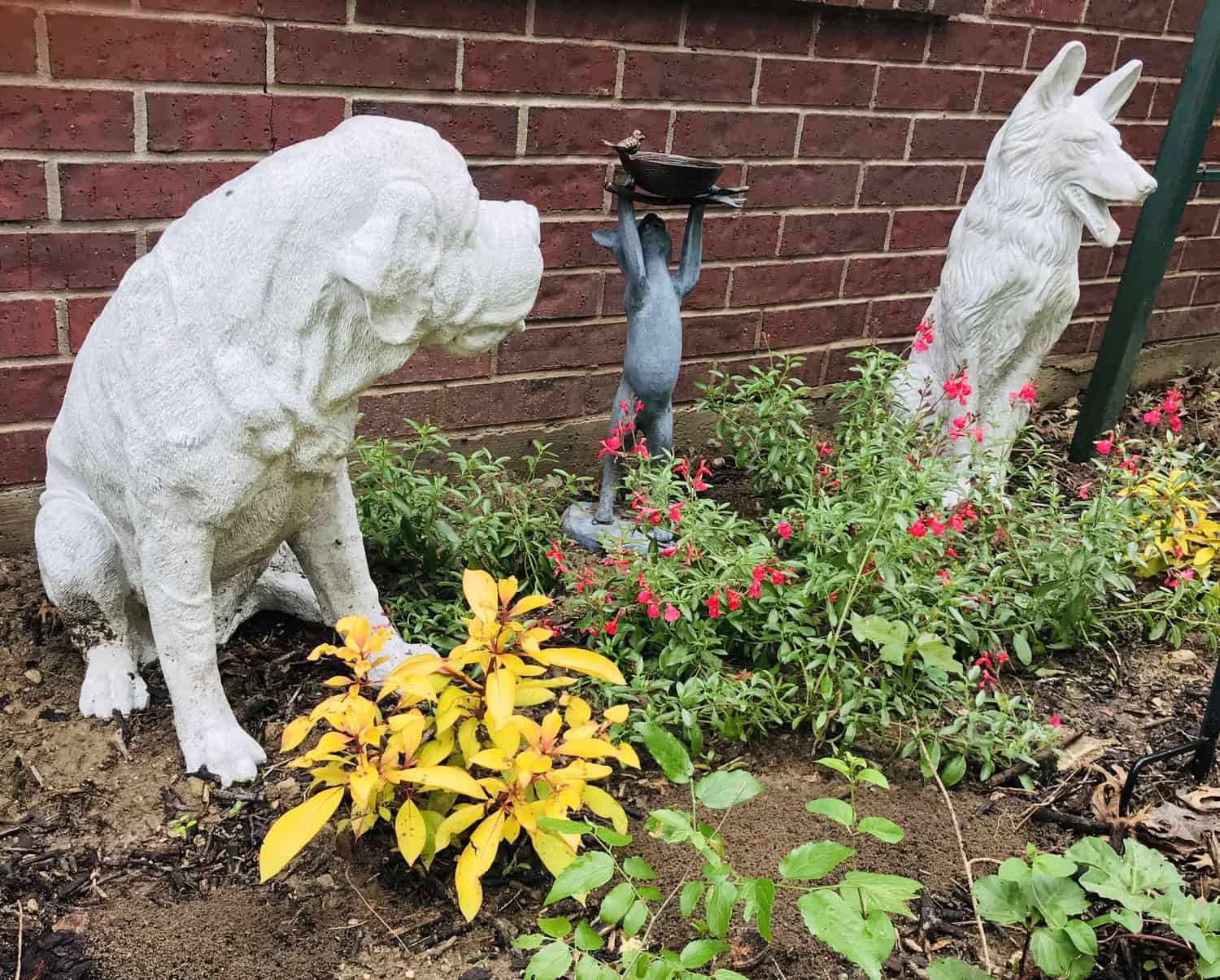 9 Bucket List Activities to Do With Your Aging Pet