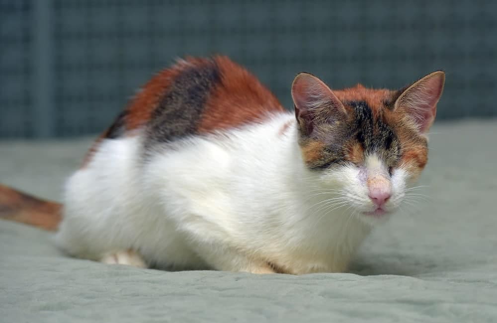 Other-Abled Pets: Benefits of Adopting Disabled Cats & Dogs