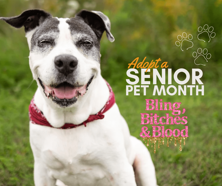 Adopt A Senior Pet Month: 8 Reasons to Adopt Senior Dogs & Cats