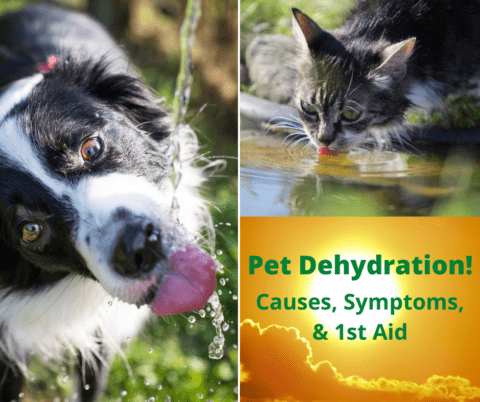 Pet Dehydration? Causes, Symptoms & 1st Aid for Dehydration