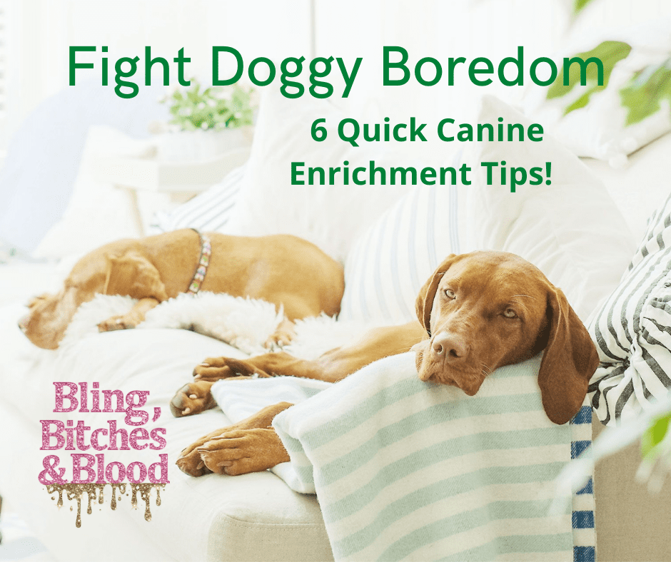 Dog Enrichment for Bored Dogs: 6 Quick Tips to Enrich Dog Environments