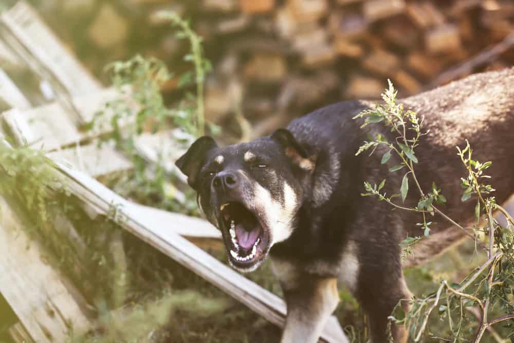 Barking Problems: Why dogs bark & how to stop dogs from barking