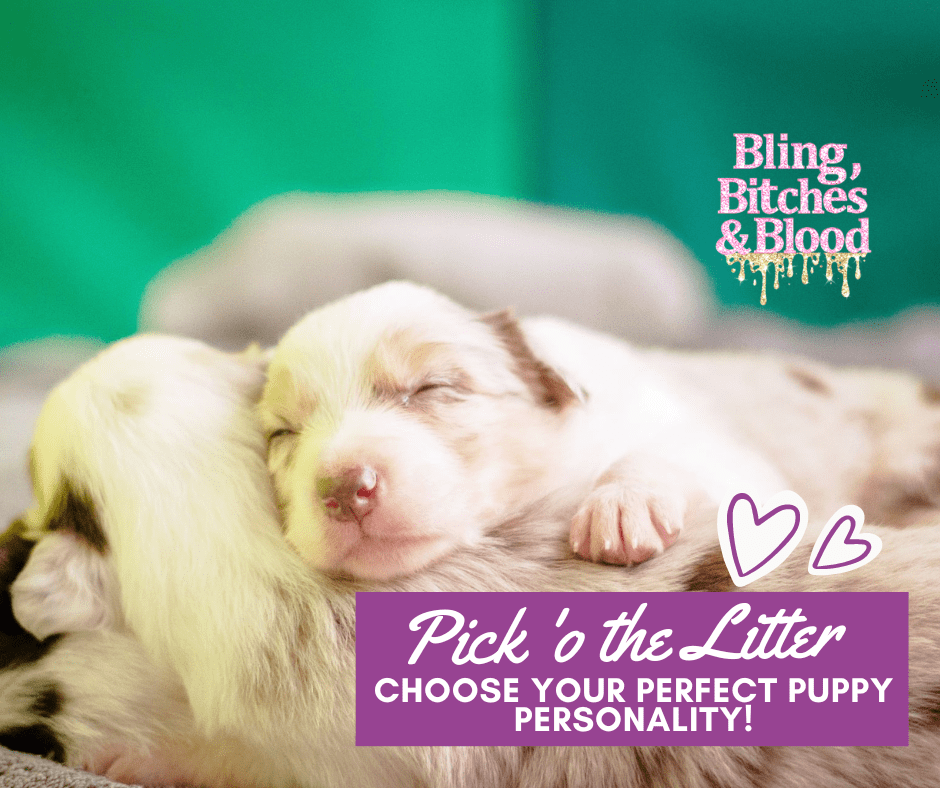 Perfect Pairings: Picking the Pet with the Right Personality for You