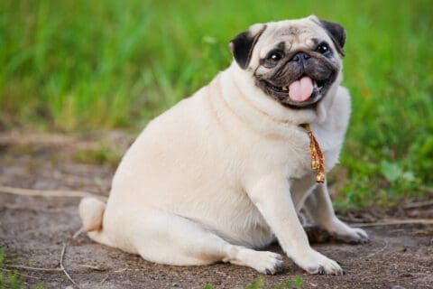 Does Your Pet Have Paunch? What to Do If They're Fat